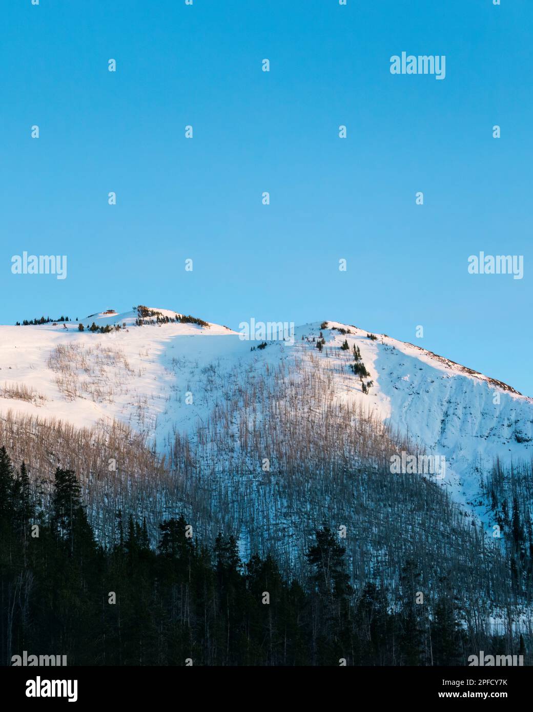Snow-capped mountain peaks with burned trees from the previous forest ...