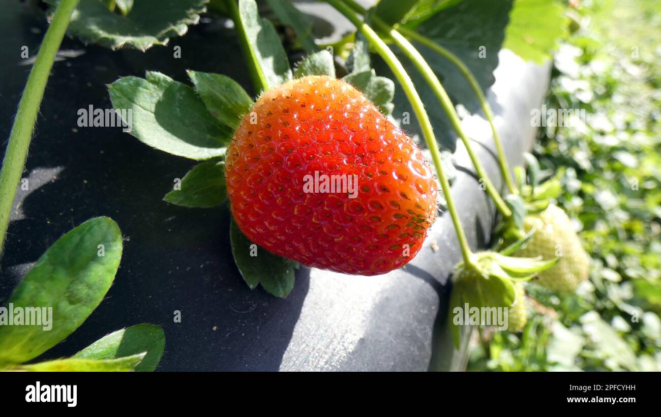 Close up of strawberry fruit farm agricultural plant concept photo ...