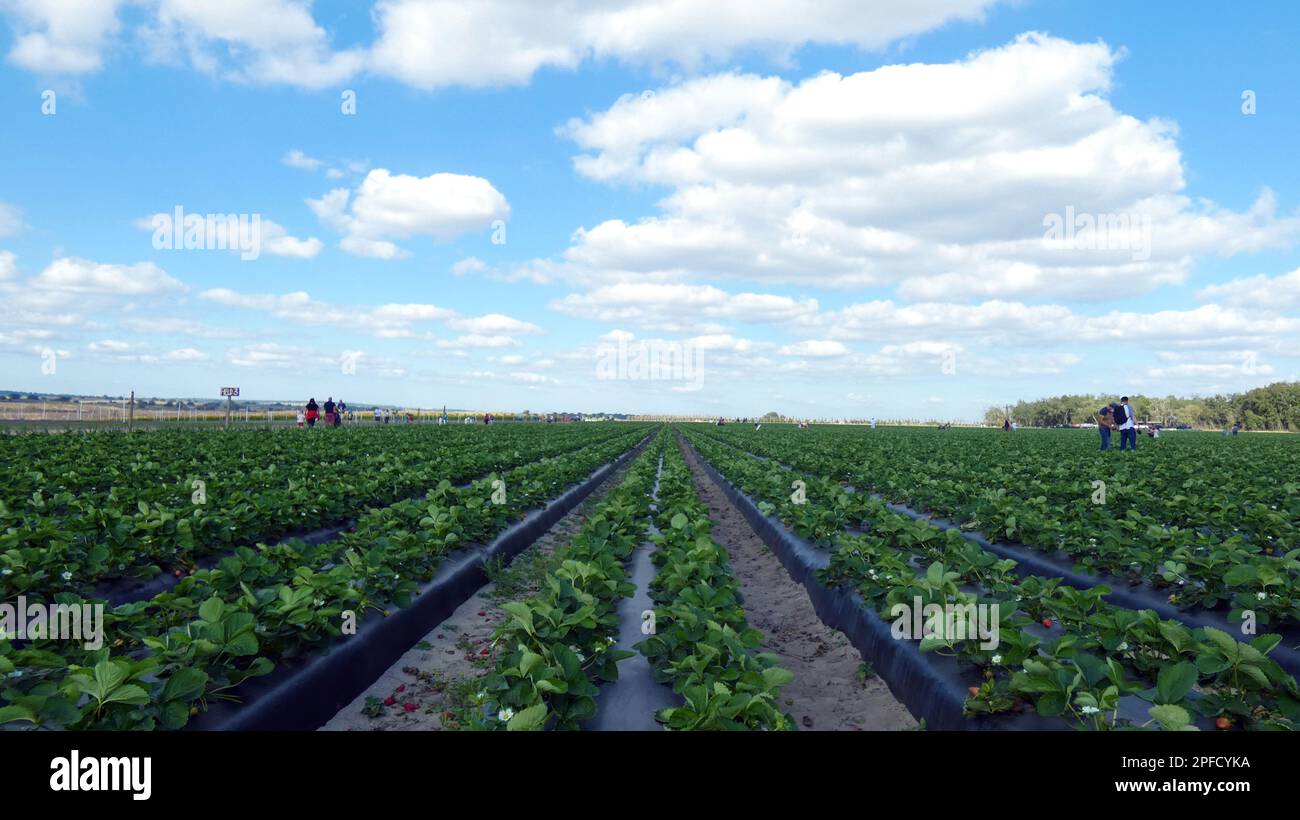 Strawberries horticulture farming with blue sky and clouds landscaping ...