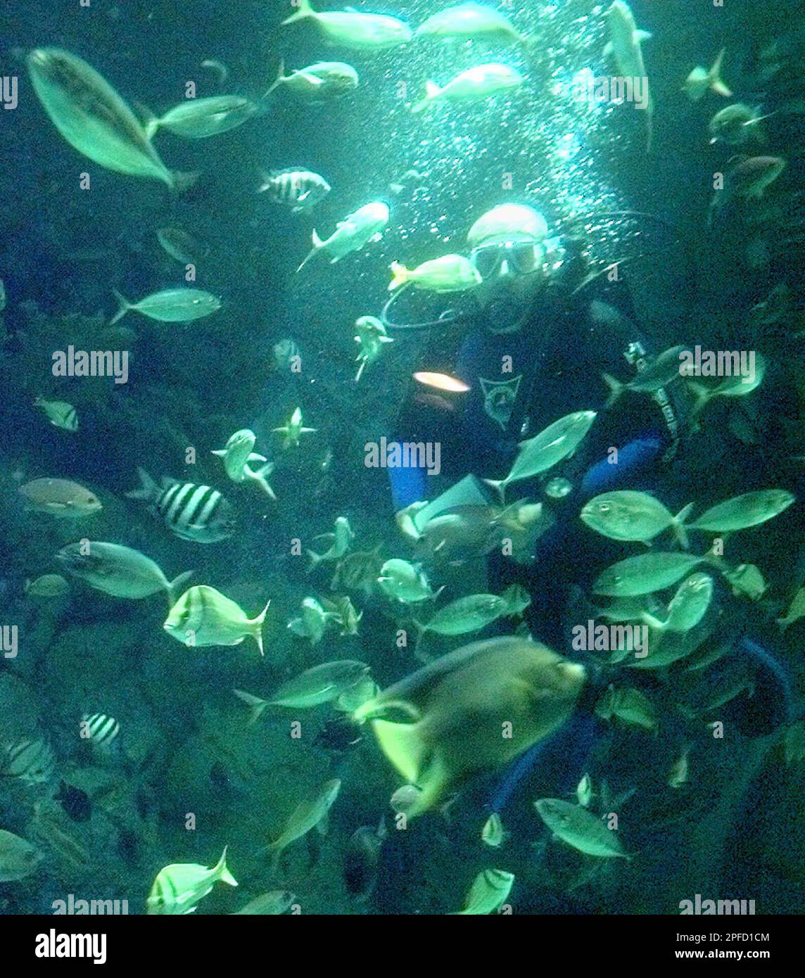 Diver Mike Welstead is surrounded by fish when he enters the tank at ...
