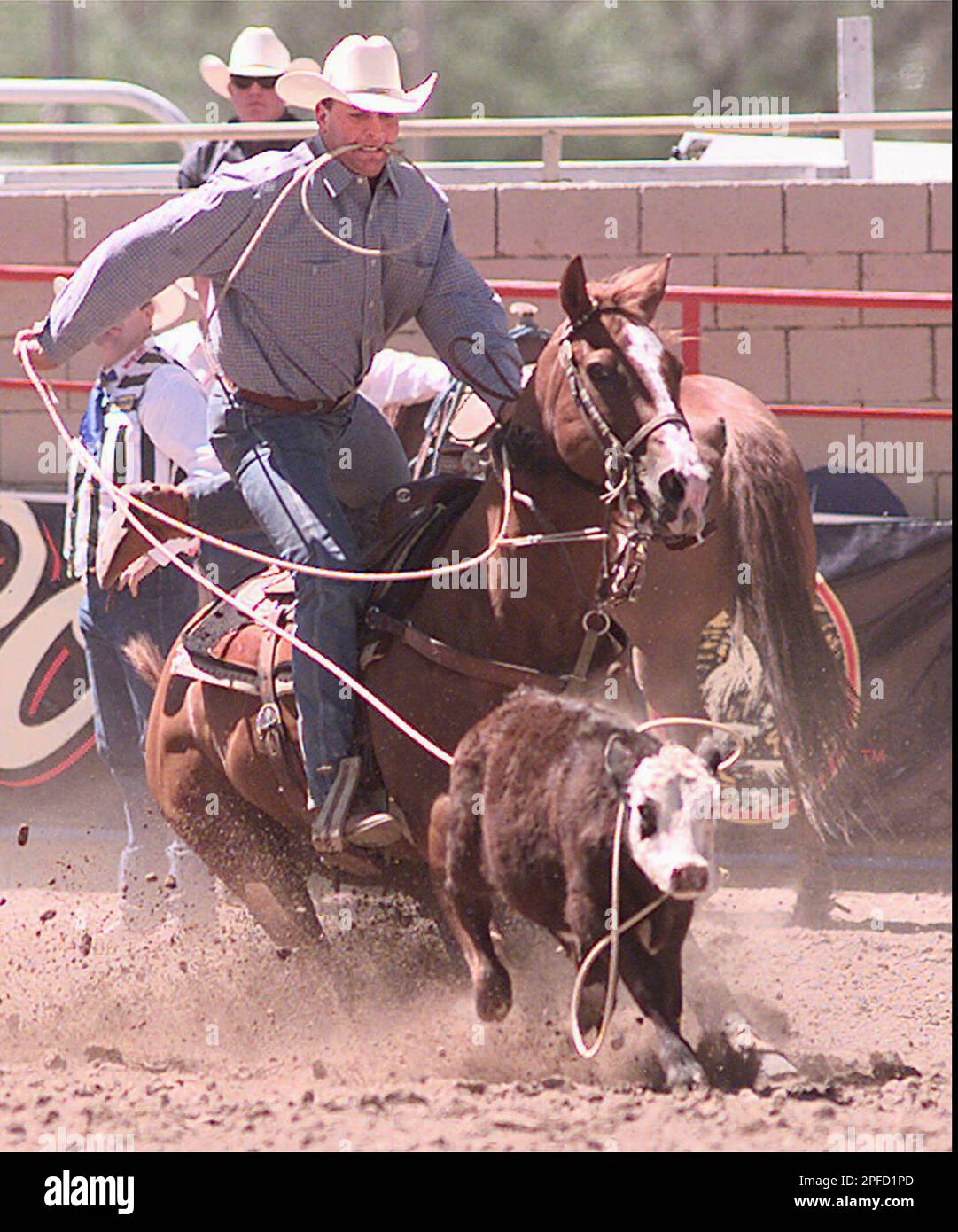 Scott Accomazzo competes in the calf roping event in the Prescott, Ariz ...
