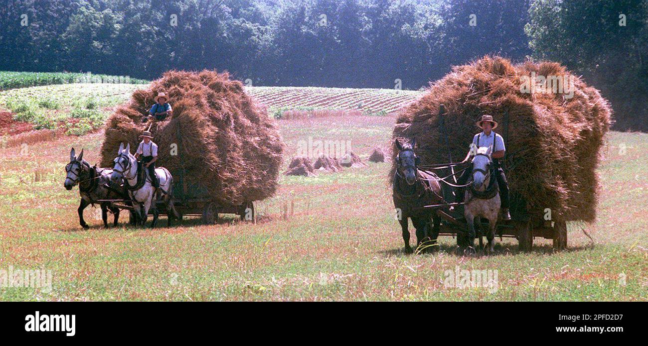 Heavily laden wagons of wheat drawn by mules cross a field enroute to a ...