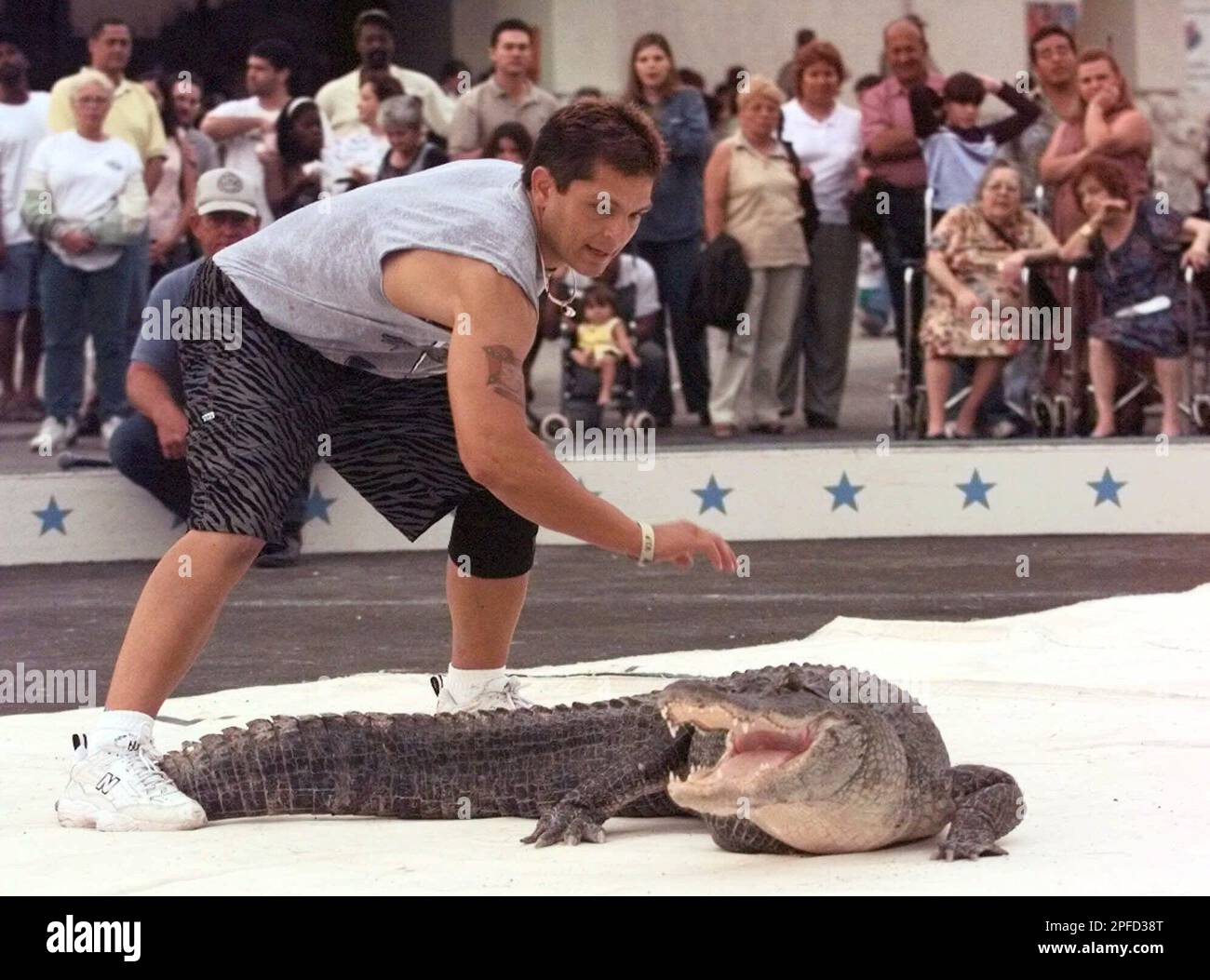 Alligator wrestler Kenny Cypress handles "Snappy" the alligator as a ...