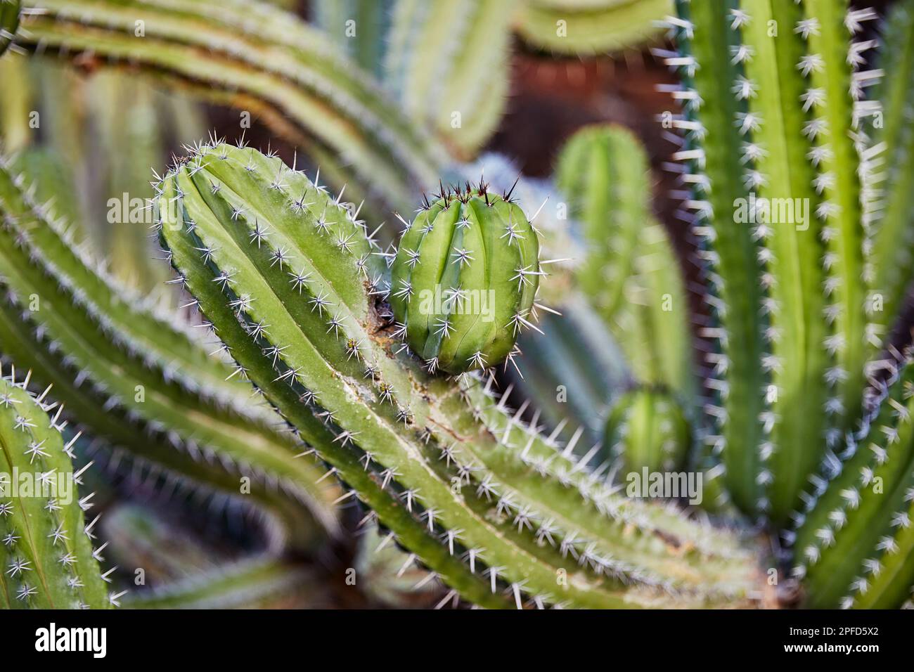Close up saguaro cactus needles hi-res stock photography and images - Alamy