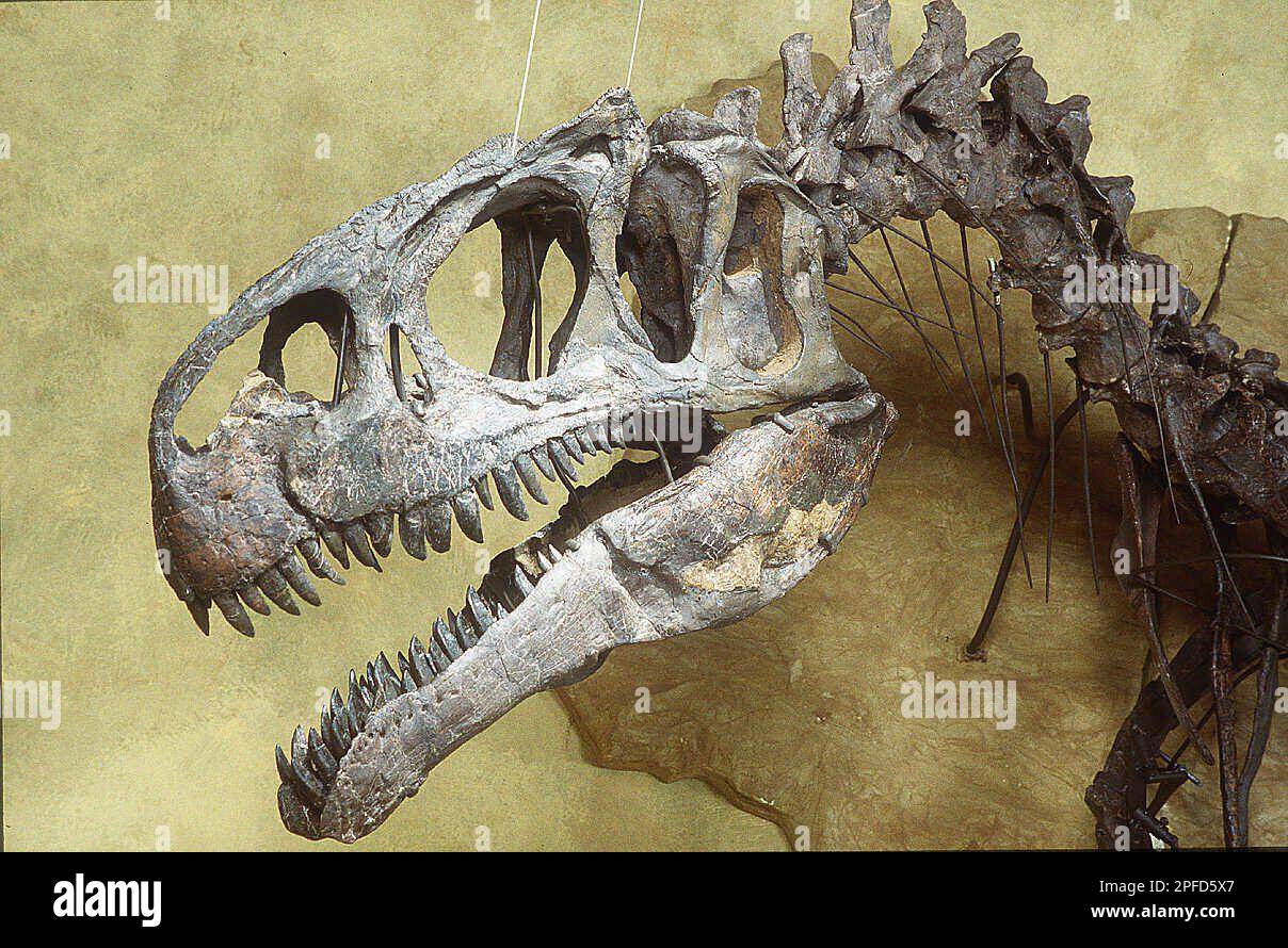 A section of an Allosaurus found in Wyoming, named "Big Al Two," is ...