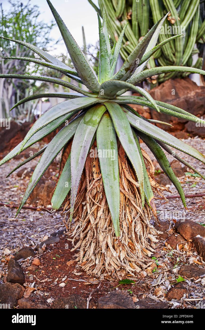 Various Species of Cactus in a Cactus Garden Stock Photo - Alamy