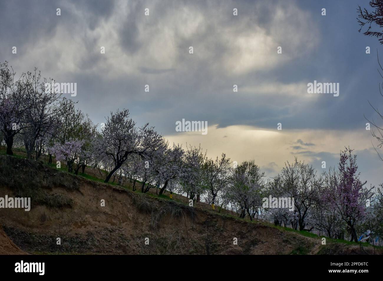 Budgam, India. 16th Mar, 2023. Almond orchard are seen in full bloom ...