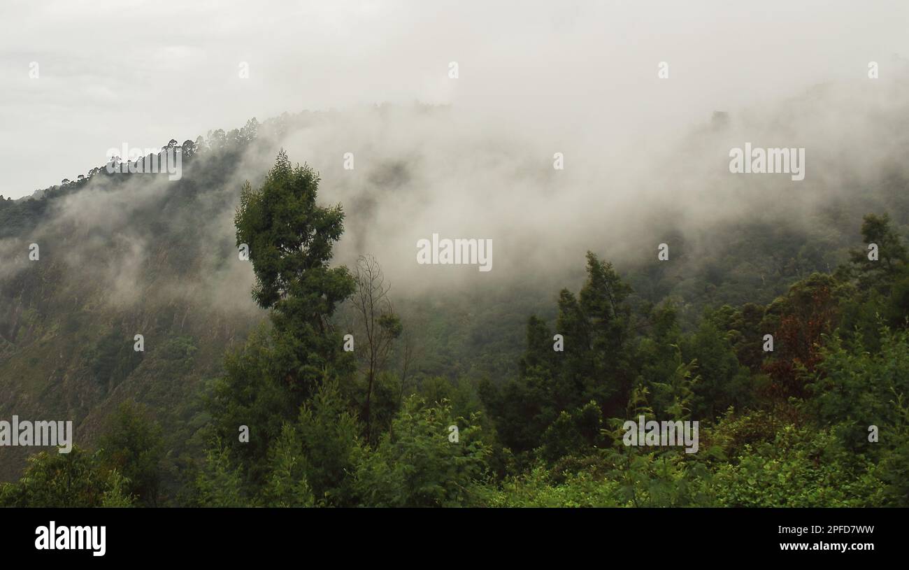 scenic landscape, beautiful view of palani hills (part of western ghats ...