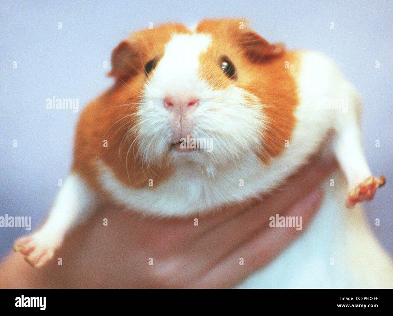 Hazel, Alyssa Buecker's first pet guinea pig, shown here Jan. 7, 1999 ...