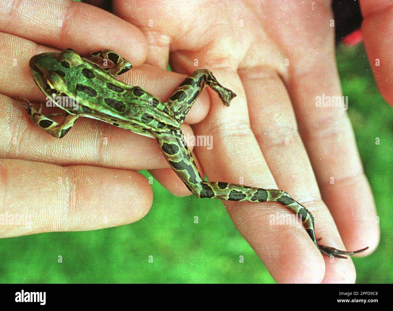 A deformed frog from Lake Champlain is seen in this Oct. 1996 photo, in ...