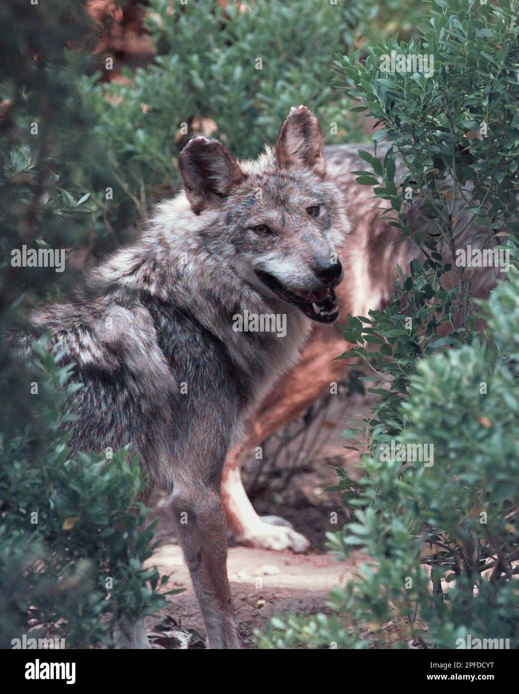 One of two female Mexican gray wolves peers back through her natural ...