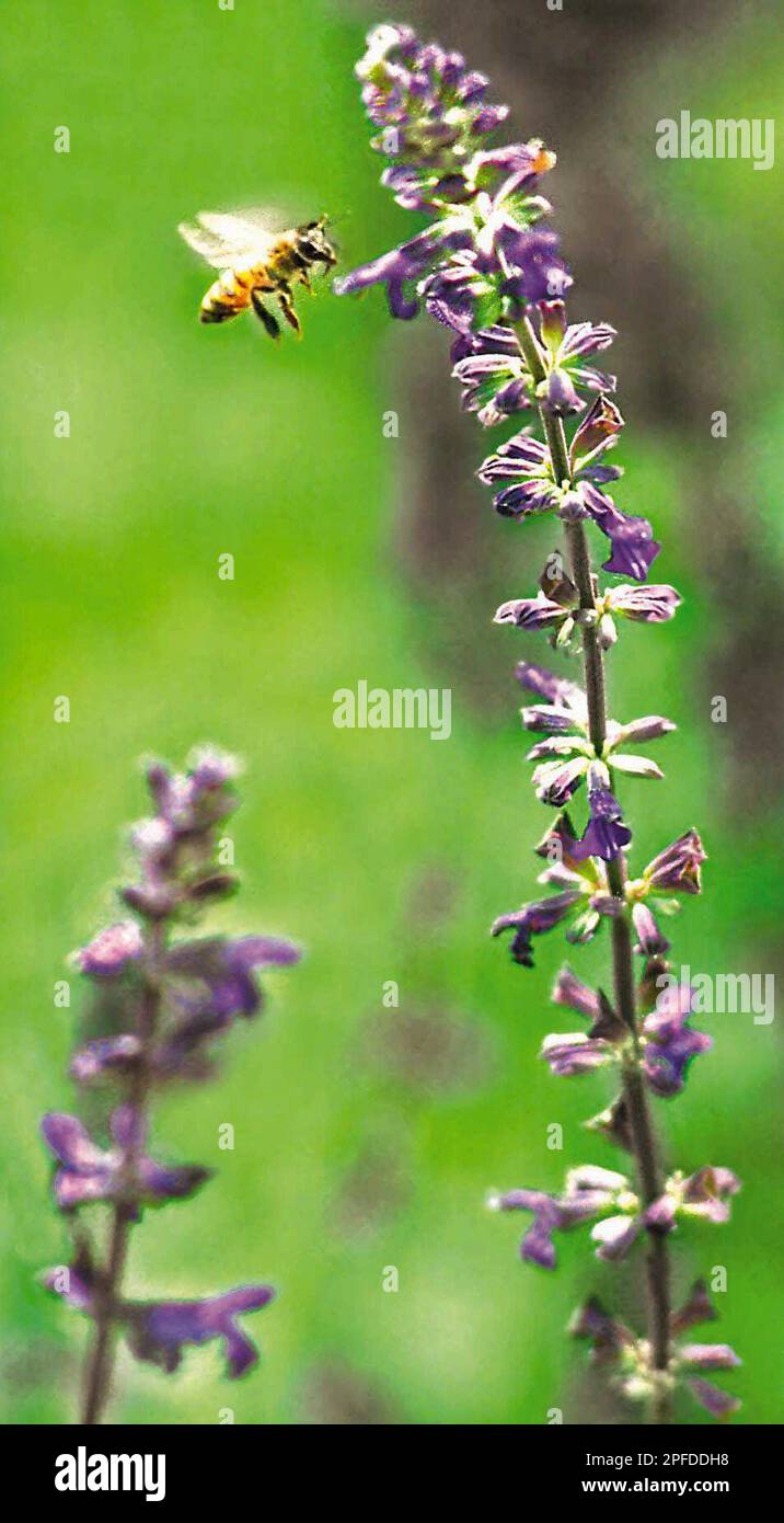 A lone honey bee goes about collecting pollen Monday, May 4, 1998. from ...