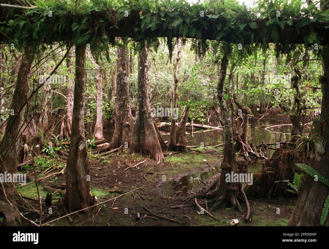 A fallen tree, covered with fern, opens a view of the Florida ...