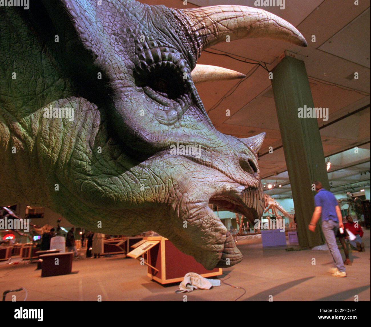 A model of a Torosaurus Dinosaur is seen at the Dinofest exhibition at ...