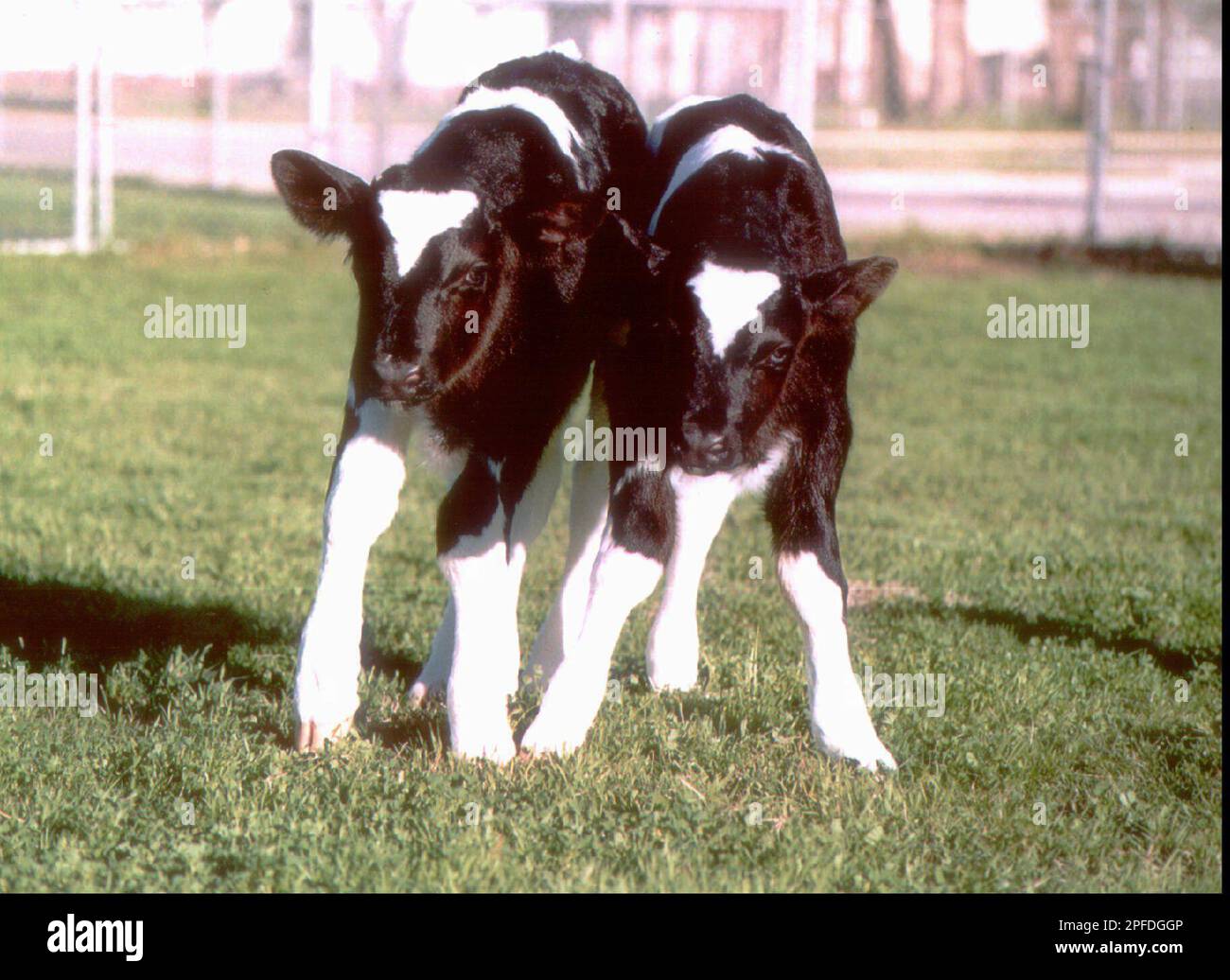 Newborn transgenic cows, George, left, and Charlie, right, after their ...