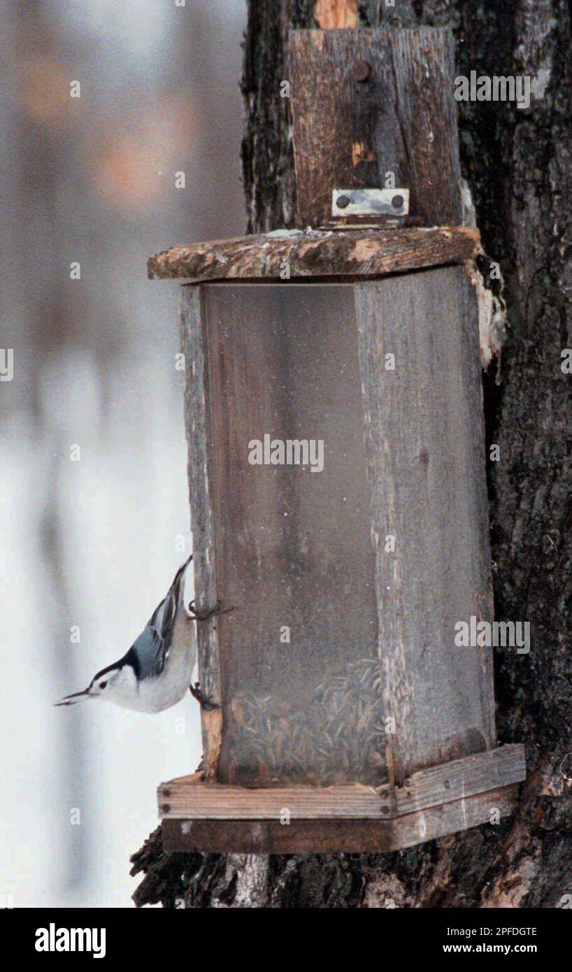 A nuthatch pauses with a sunflower seed at one of Kay Walkner's ...