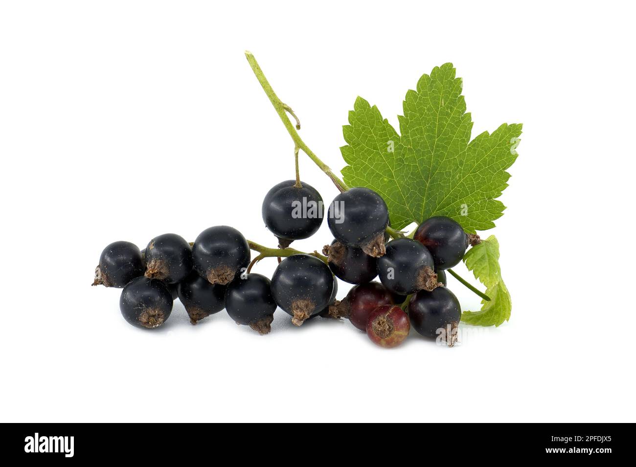 Fresh ripe blackcurrant berries with leaf isolated on a white ...