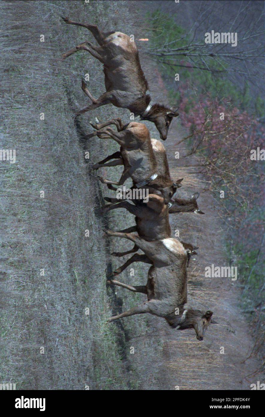 Four cow elk and a bull calf made their way up a hill after being ...