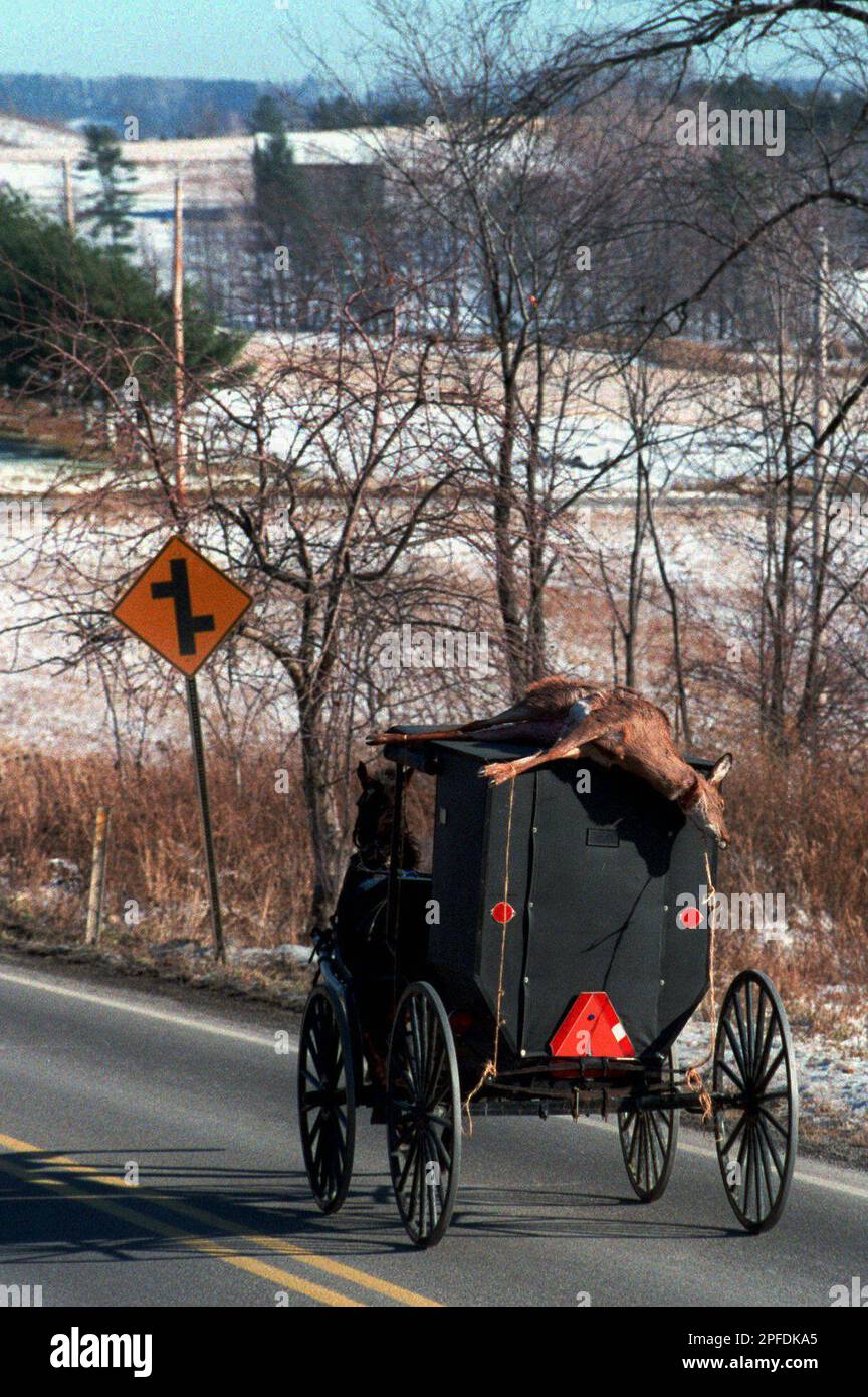 An Amish hunter hauls home a whitetail doe atop his buggy along Route ...