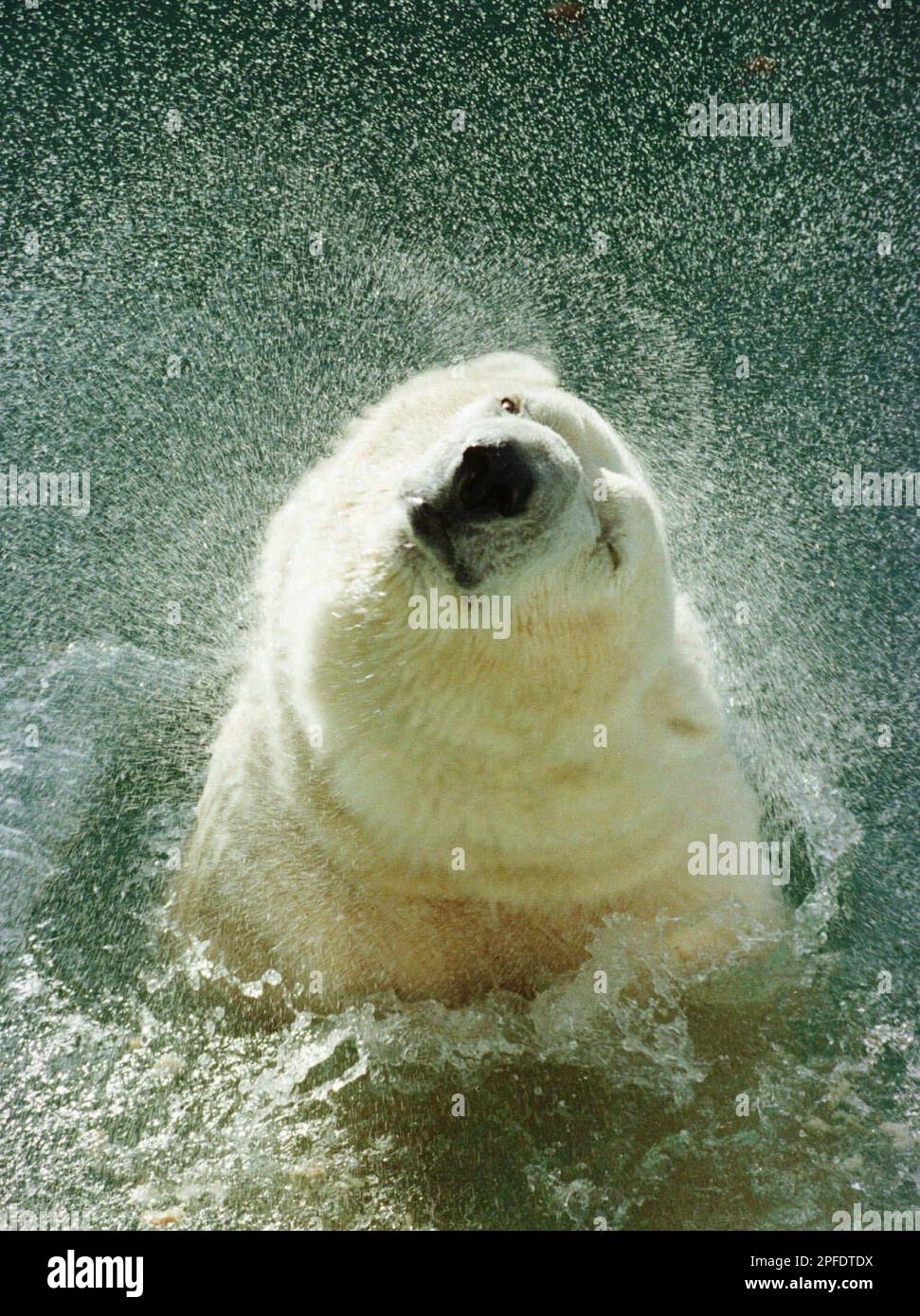 A polar-bear takes a bath at the Cologne zoo, Nov. 4, 1997. (AP PHOTO ...