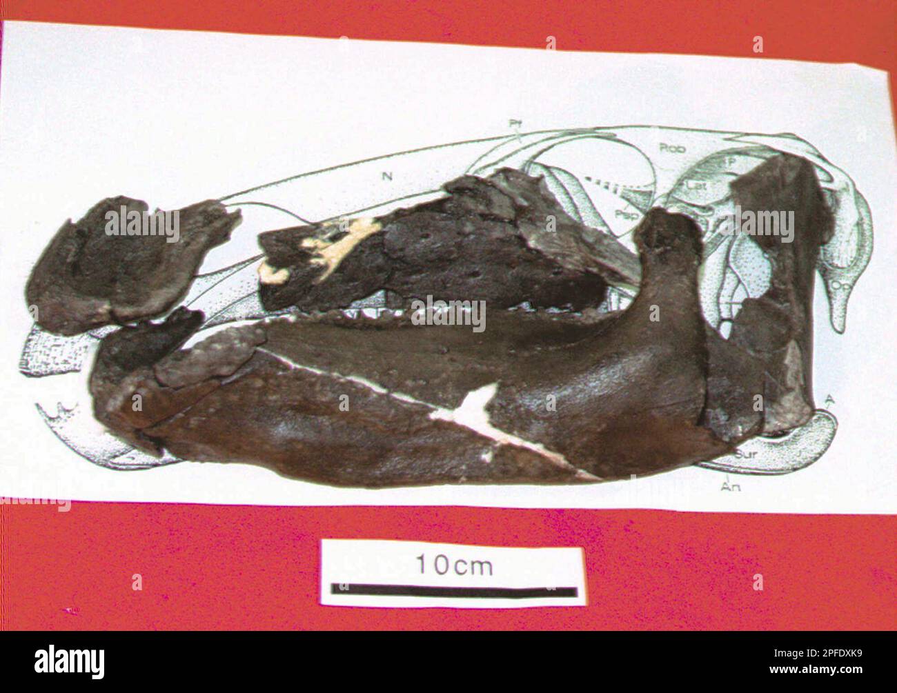 Fifteen pieces of fossils of an Iguanodon's skull are displayed on its ...