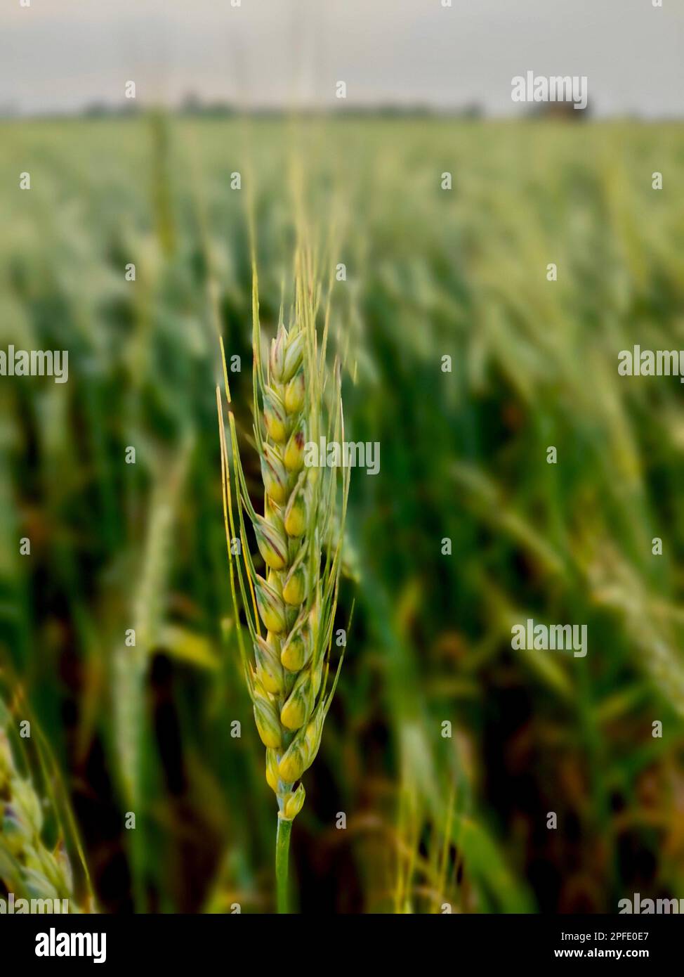 Sunnyfield hi-res stock photography and images - Alamy