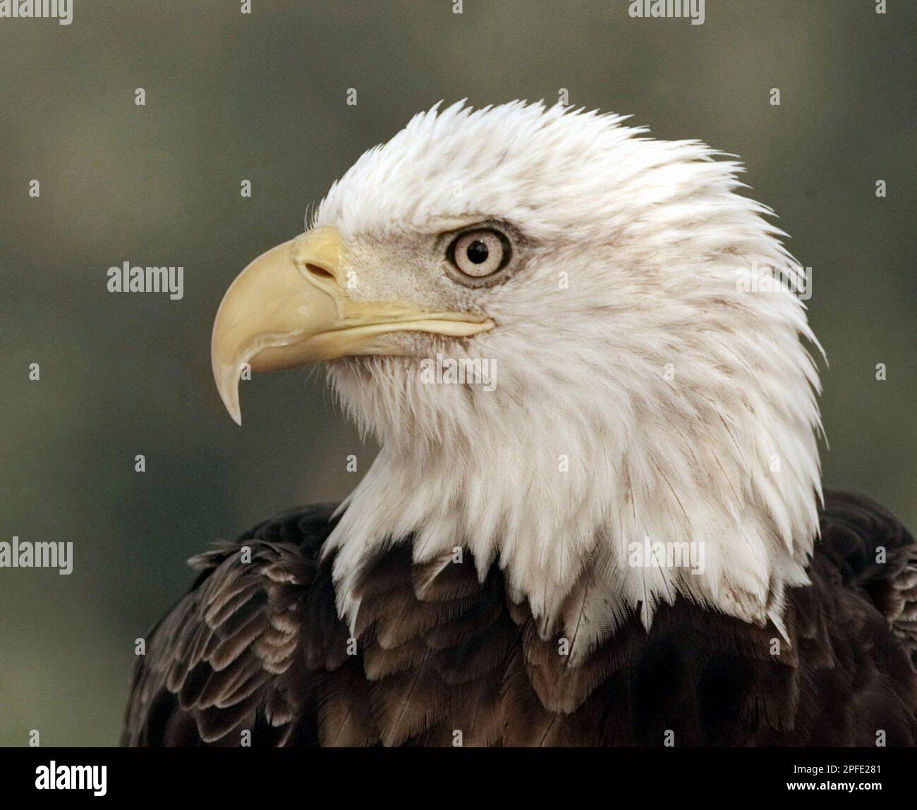 Challenger, the only eagle trained to free-fly in the U.S. strikes a ...