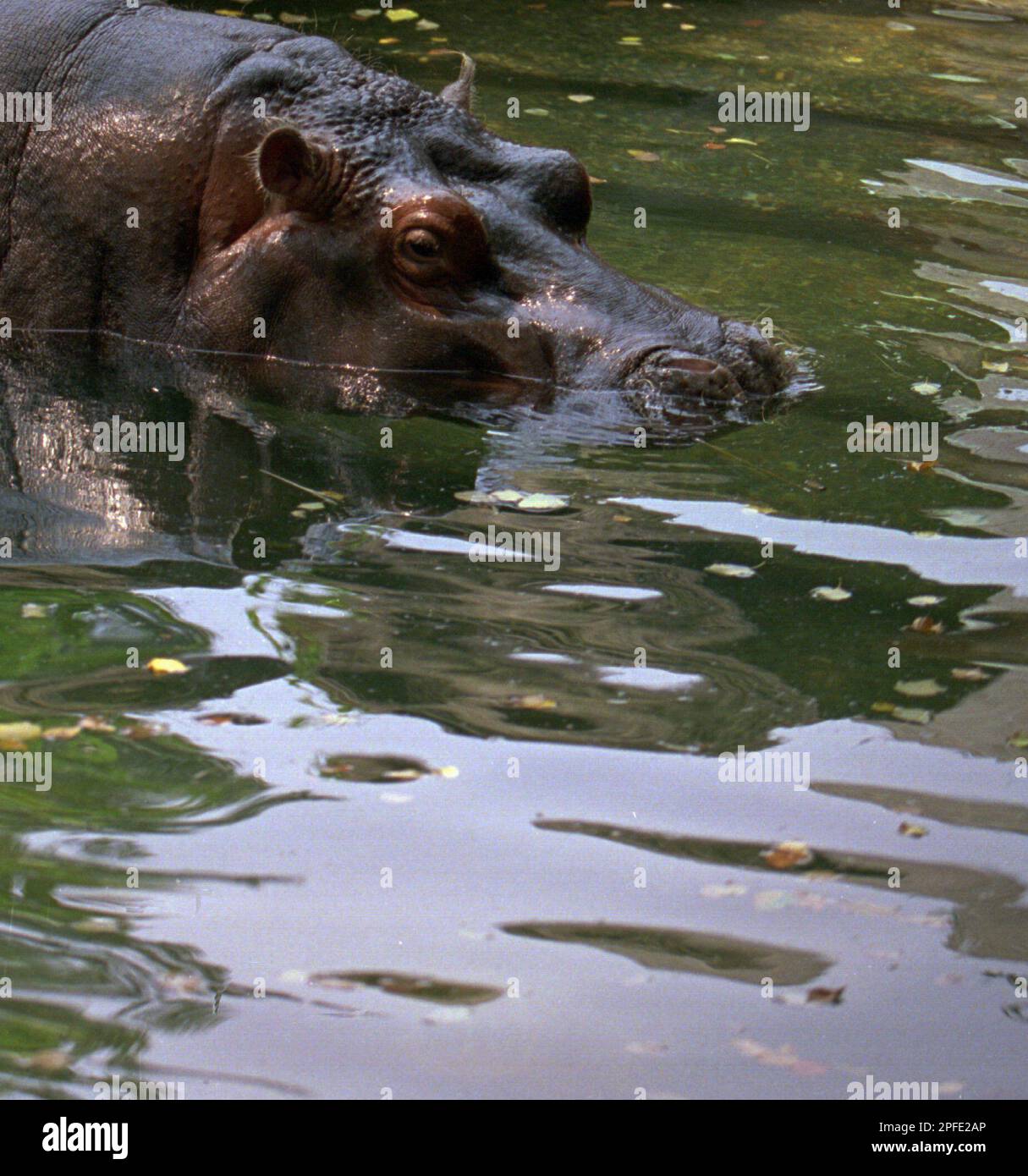 A hippopotamus at the Philadelphia Zoo takes a dip in a pool Tusday ...