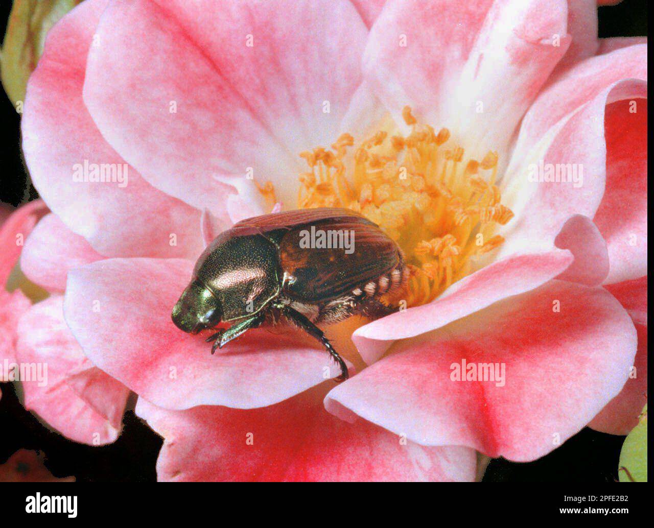 A Japanese beetle crawls on a small rose. Last year's wet weather ...