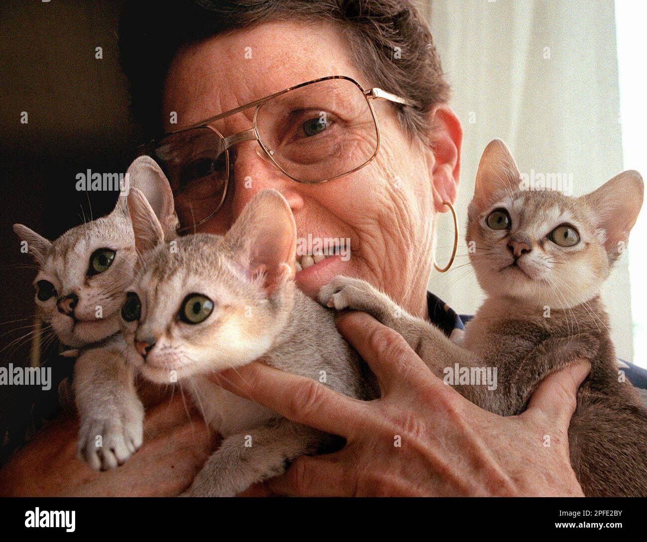 Cat breeder Tommy Meadow shows off her four-month-old Singapura kittens ...