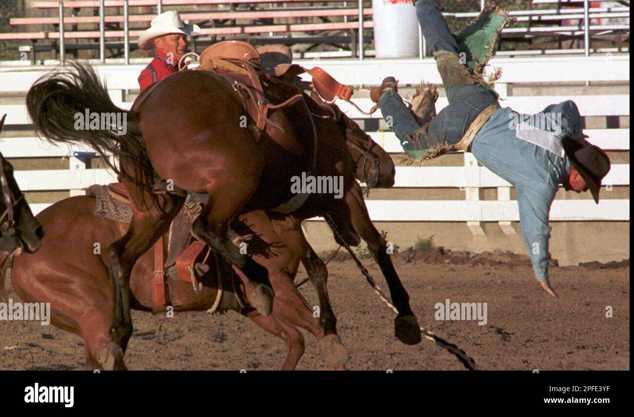 Saddle bronc rider Kerry Young of Lyman, Wyo., gets dumped off "North ...