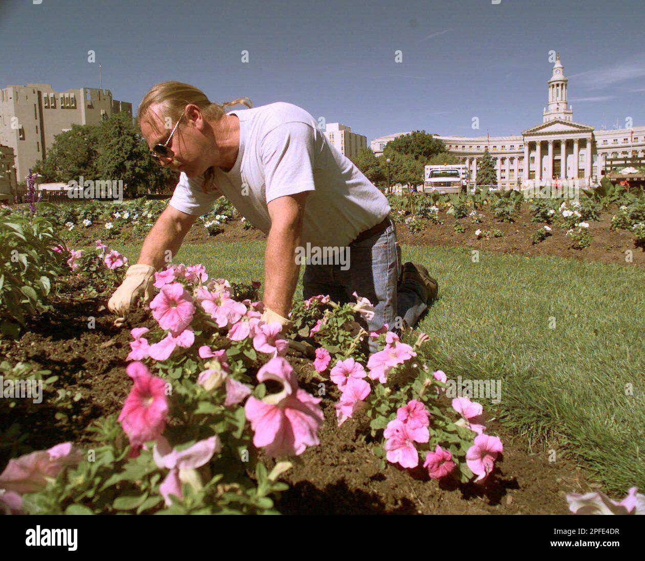 Rich Gallagher spruces the garden at the Denver Civic Center Park ...
