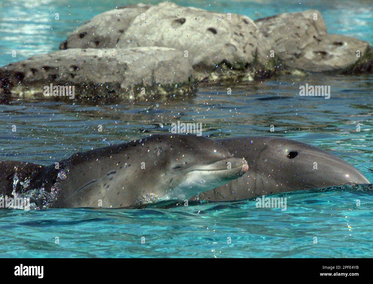 A baby bottlenose dolphin, left, surfaces for air beside its mother at ...