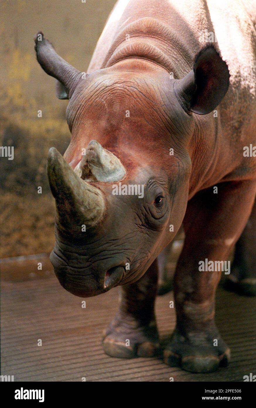 Spike, a rare black rhino, is shown on June 6, 1997, at the Cleveland ...