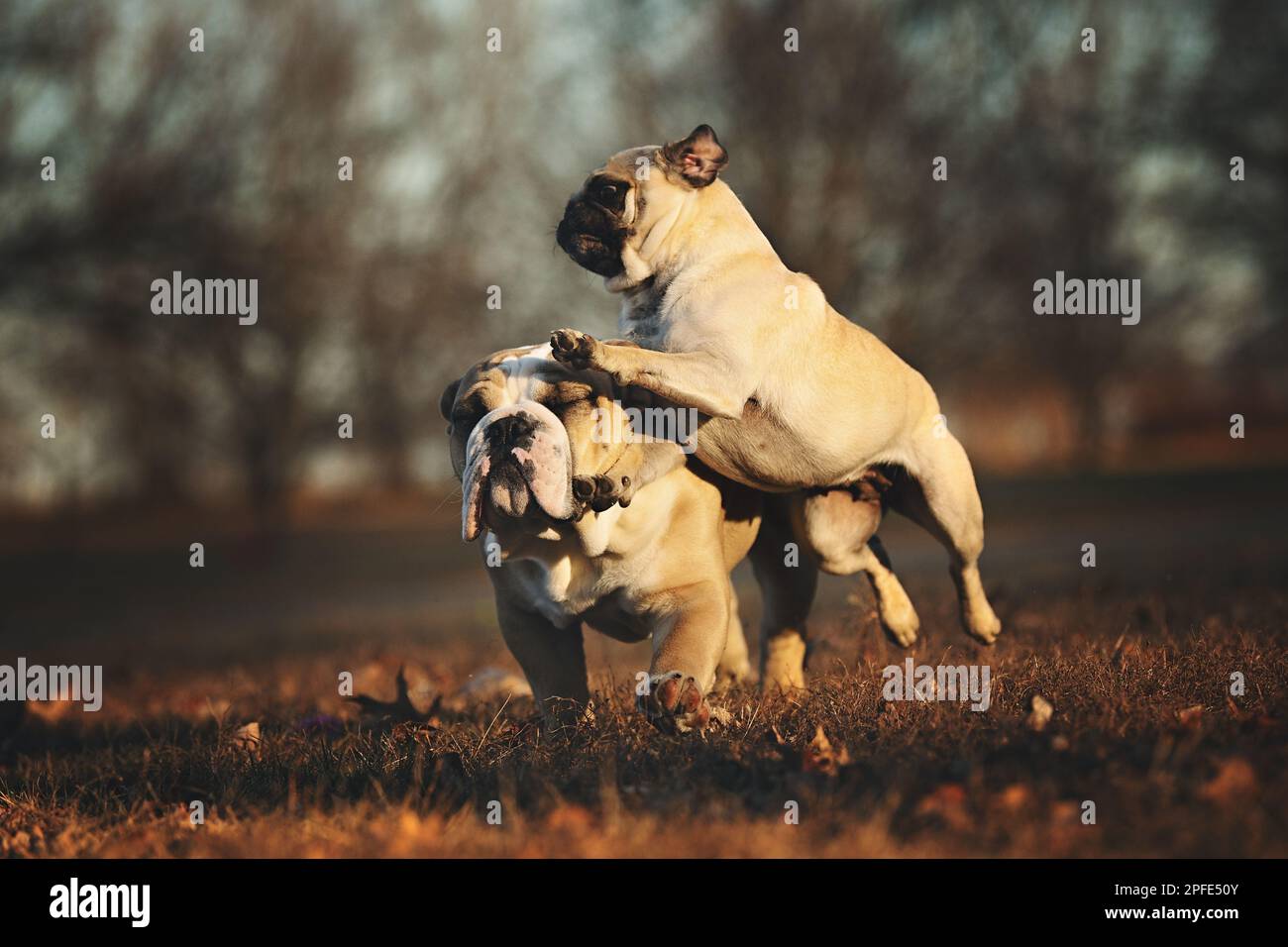 English bulldog puppy playing hi-res stock photography and images - Alamy