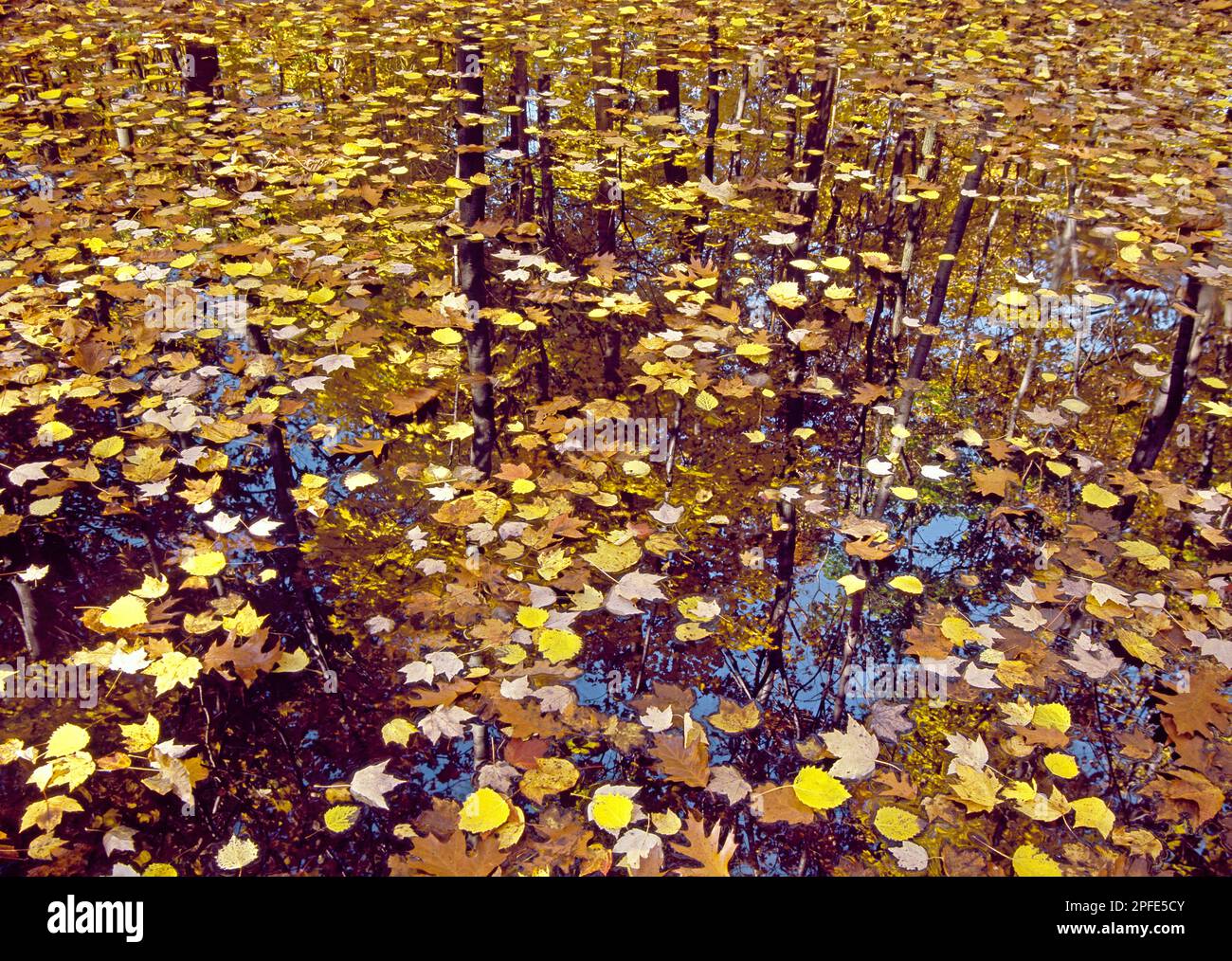 An autumnal rain pool at Erie Bluffs State Park, Pennsylvania Stock ...