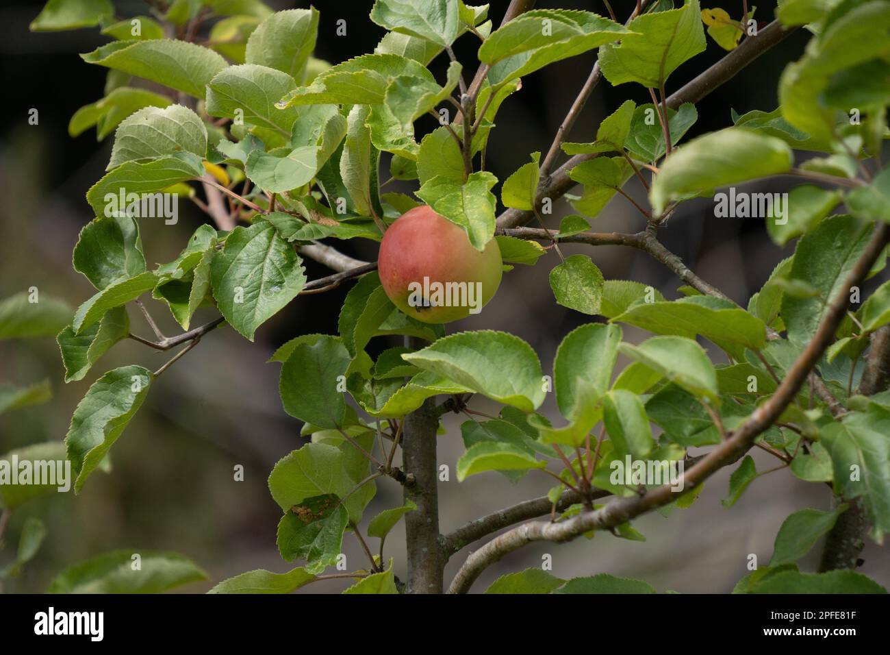 Single apple on a Sweet Alford tree, a variety grown for making cider ...