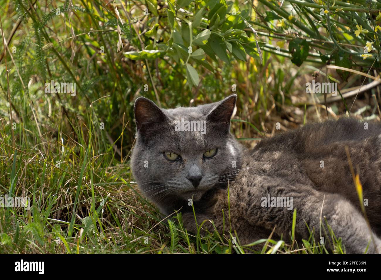 Gray cat in vegetable garden. Chartreux cat looking at camera Stock ...