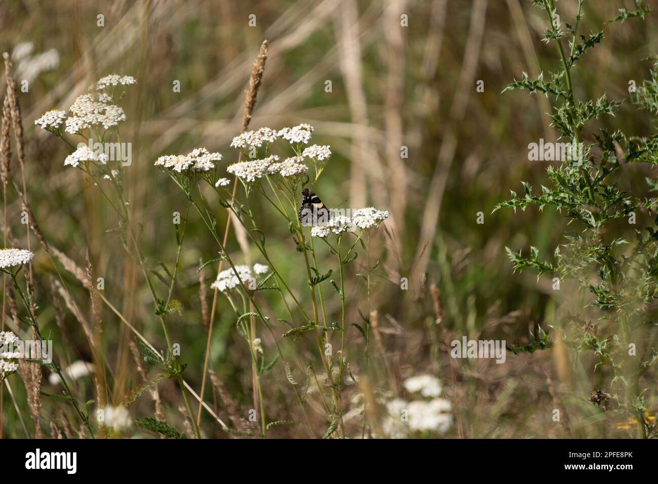 Nz summer butterfly hi-res stock photography and images - Alamy