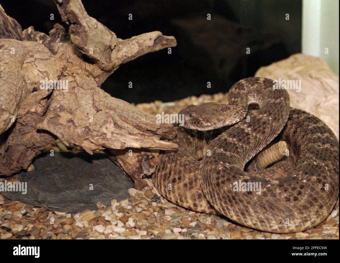 A rattlesnake seen Wednesday, March 26, 1997 at the Little Rock, Ark ...