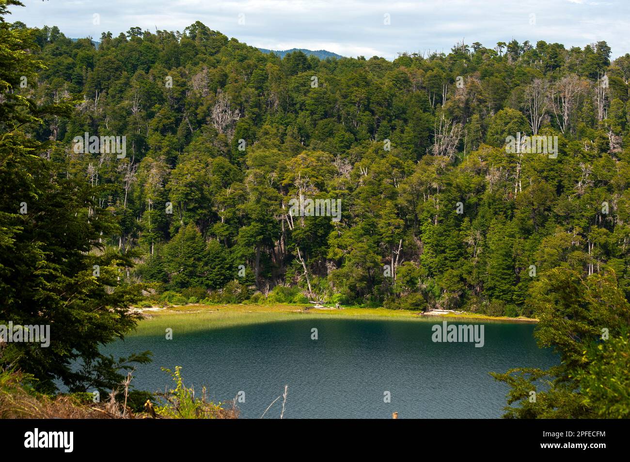 Lake Espejo Chico surrounded by pine tree forest as seen from the Seven ...