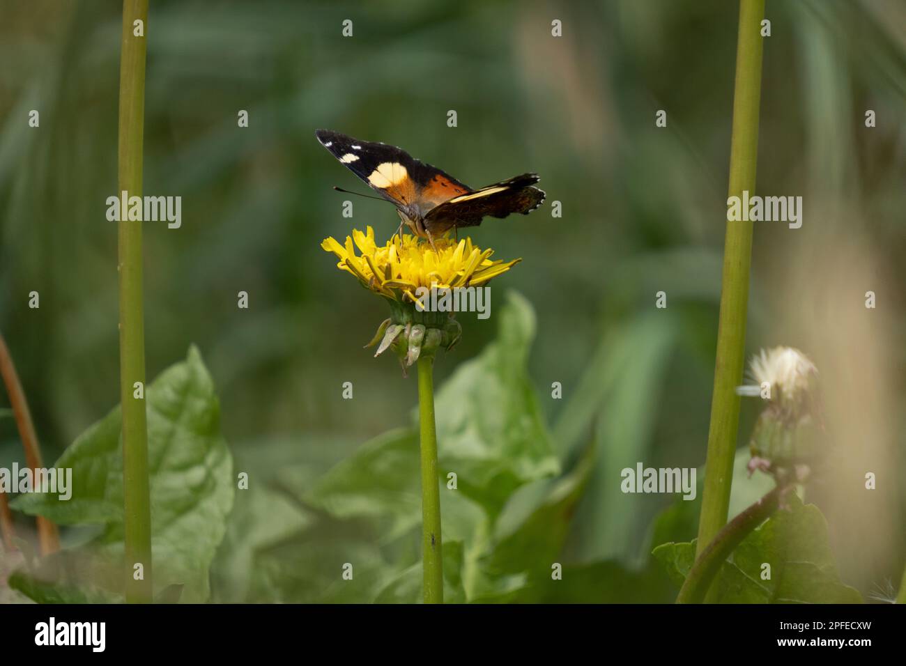 Lord howe insect hi-res stock photography and images - Alamy