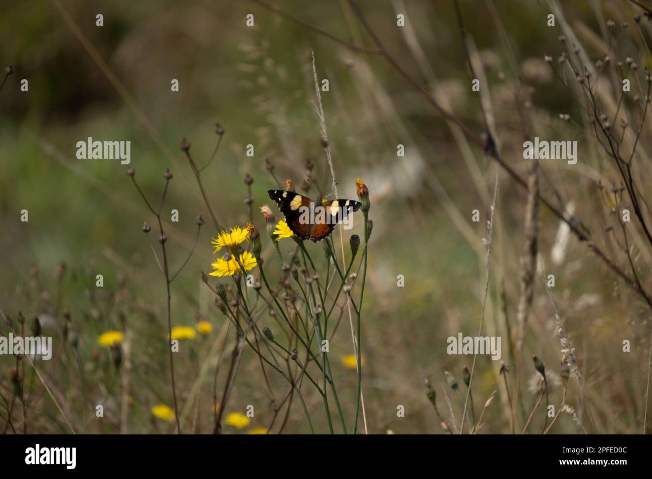 Lord howe insect hi-res stock photography and images - Alamy