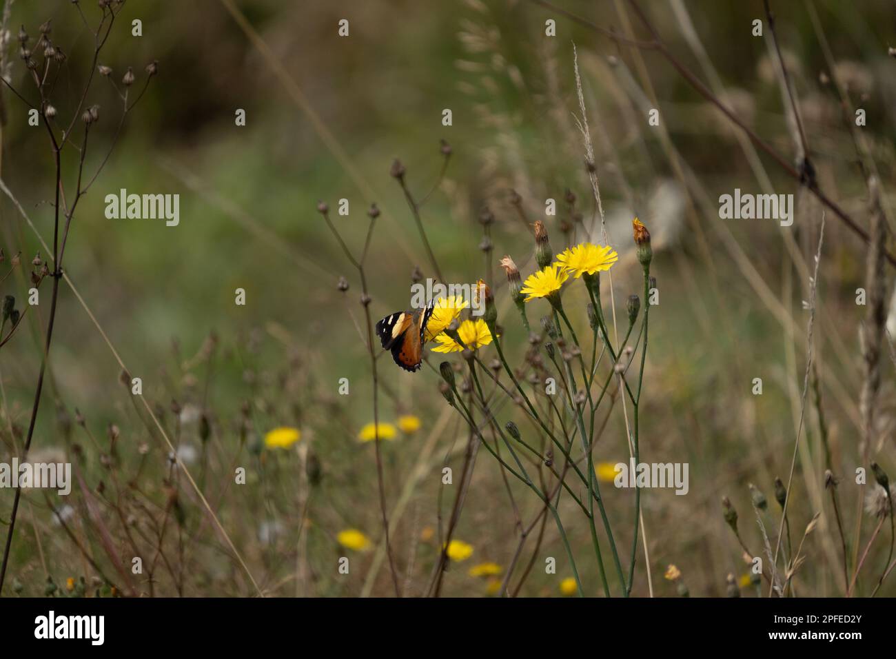 Lord howe insect hi-res stock photography and images - Alamy