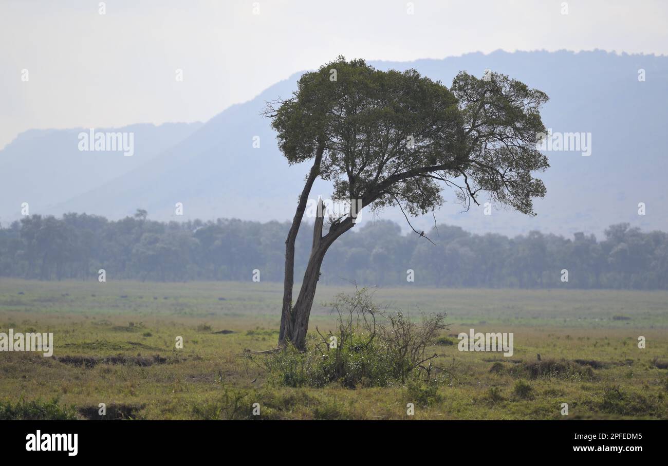 Iconic Safari in the epic Masai Mara, Narok Kenya KE Stock Photo - Alamy