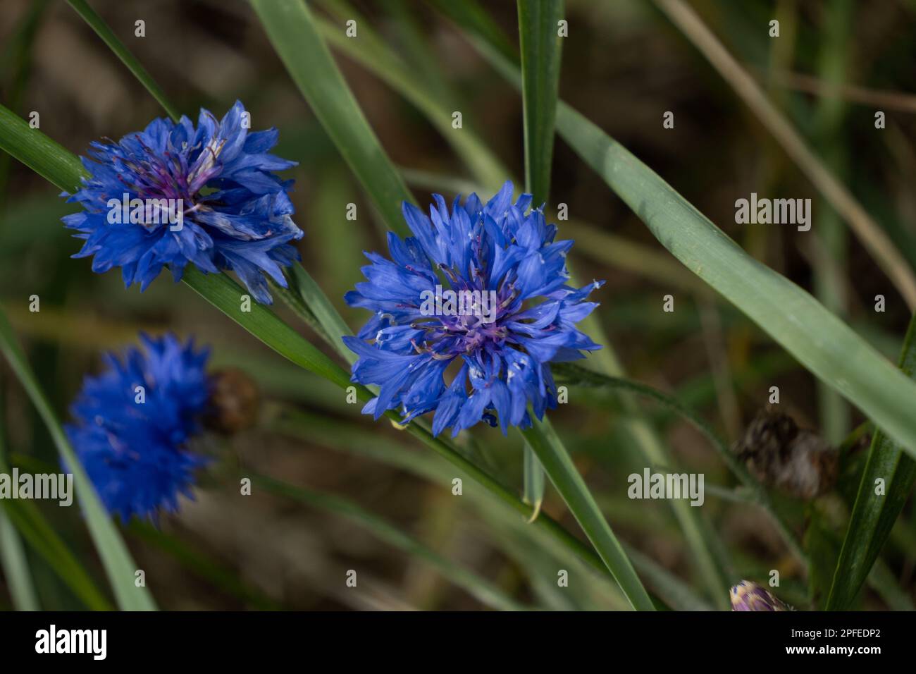 Cornflower field hi-res stock photography and images - Alamy