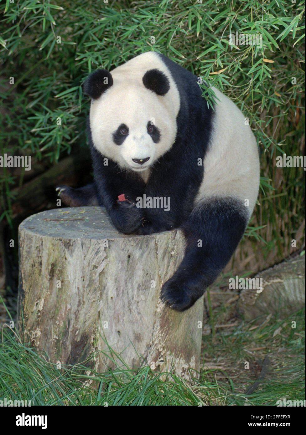 Bai Yun, a female giant panda, enjoys a bisquit as she climbs atop a ...