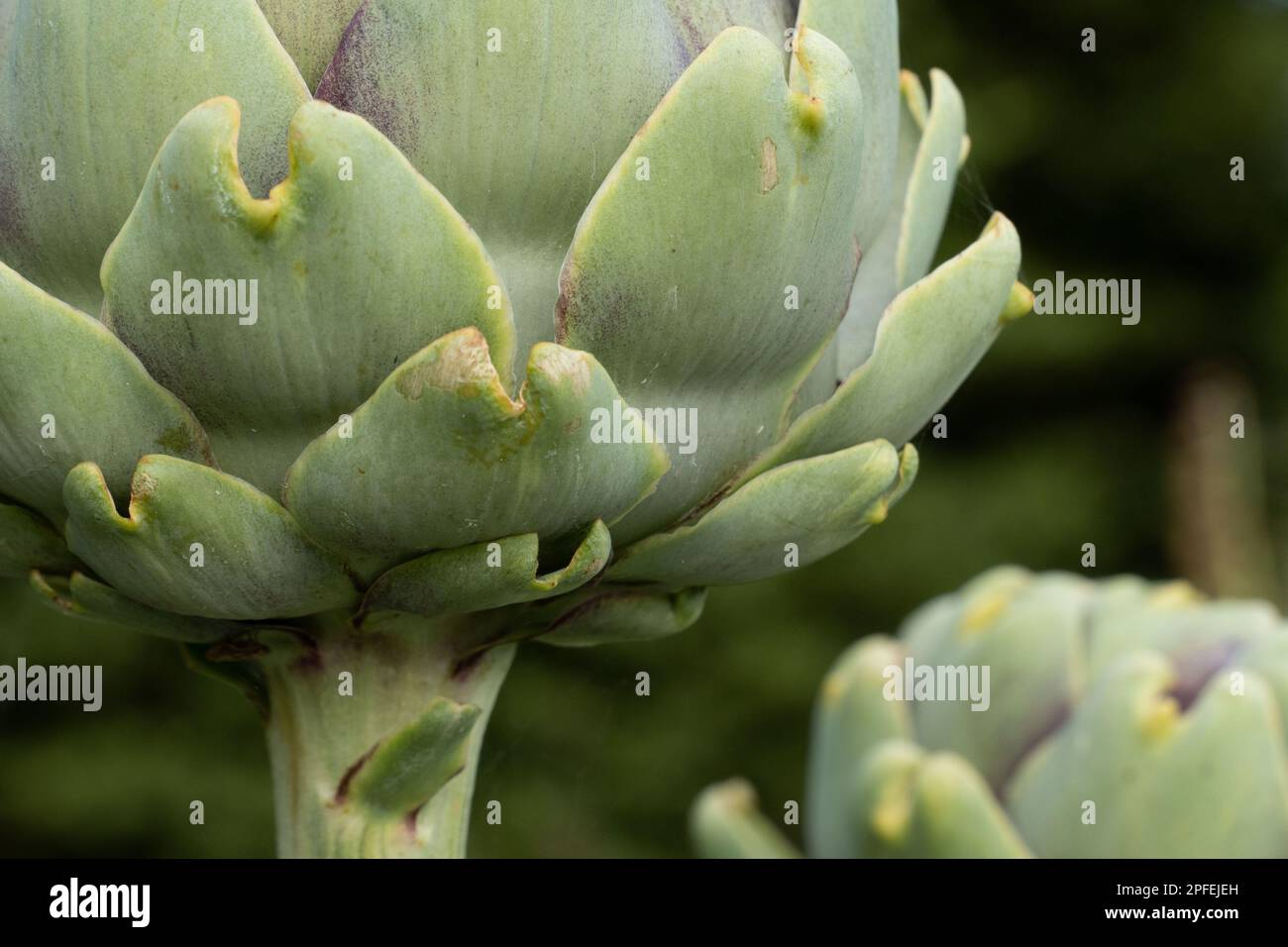 Unopened artichoke flower bud growing hi-res stock photography and ...
