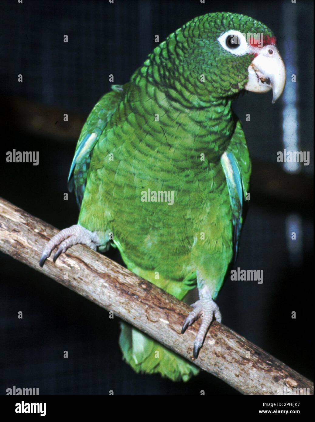 A Puerto Rican parrot is shown in this file photo taken March 22, 1975 ...