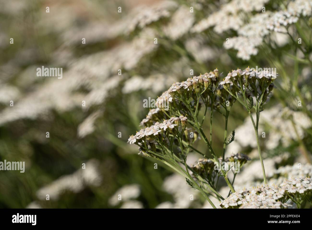 White yarrow flowers hi-res stock photography and images - Alamy